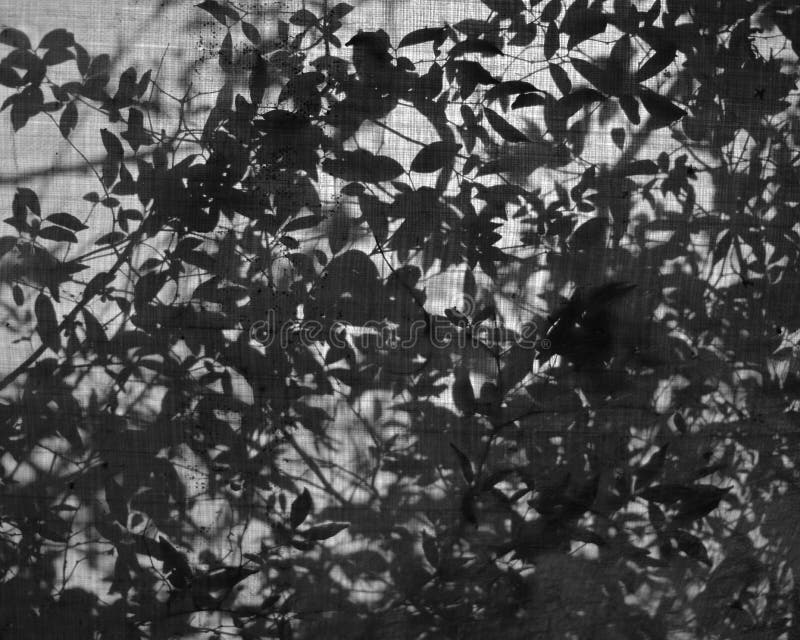 Leaves fallen on net stock photo. Image of popularly - 114921362