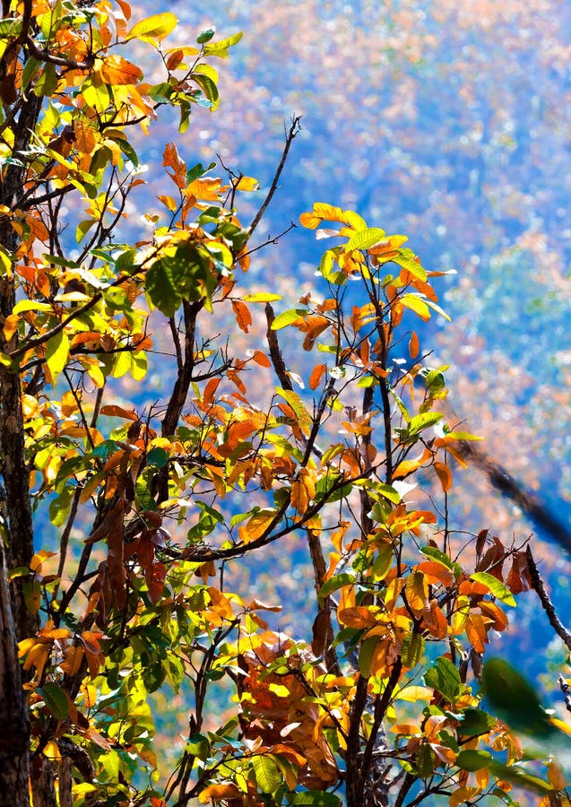 Autumn Leaves Falling Down stock image. Image of leaf - 11646793
