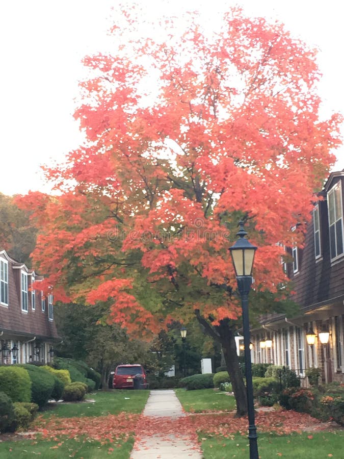Leaves Falling Down in NJ stock photo. Image of falling - 181648892