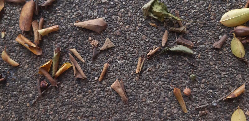 Leaves falling on marble stock photo. Image of plant - 252666006