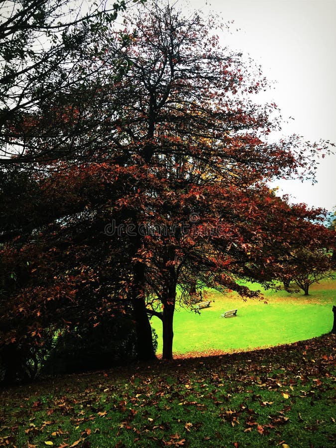 322 Leaves Falling Off Tree Stock Photos - Free & Royalty-Free Stock ...