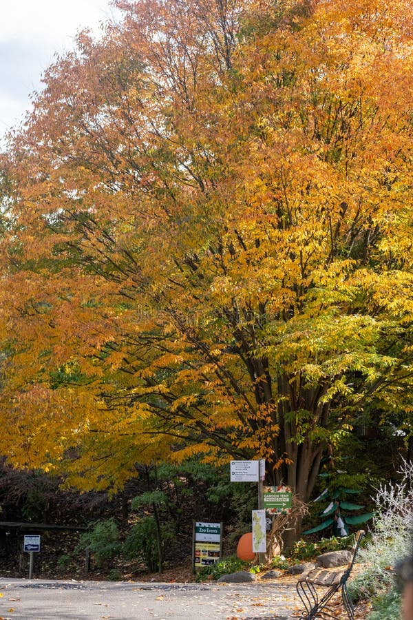 Leaves are Falling from the Tree during Autumn. Fall Leaves are ...