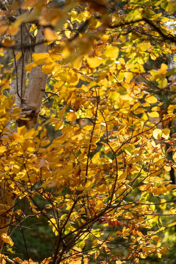 Leaves are Falling from the Tree during Autumn. Fall Leaves are ...