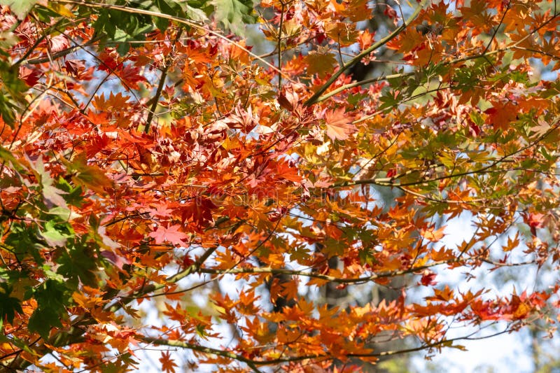 Leaves are Falling from the Tree during Autumn. Fall Leaves are ...