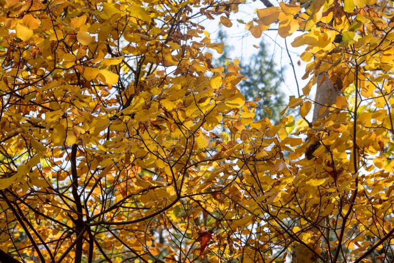 Leaves are Falling from the Tree during Autumn. Fall Leaves are ...