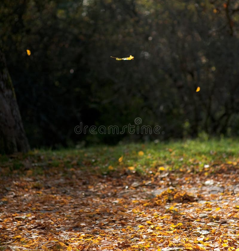 Leaves Falling from a Tree in the Fall.. Stock Image - Image of park ...
