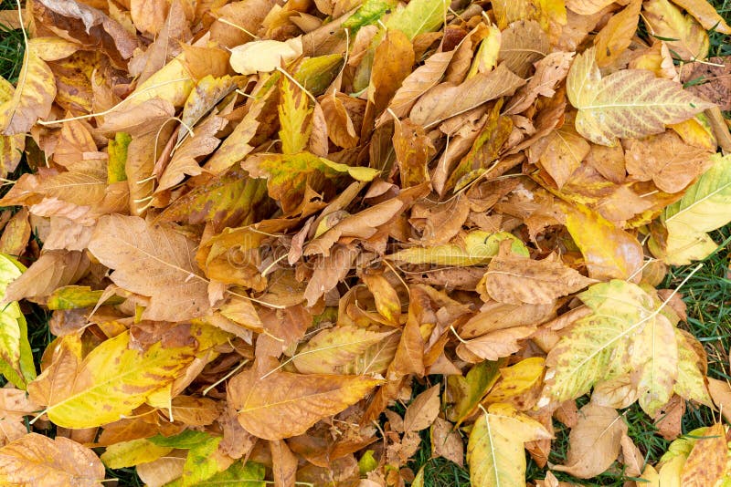 Leaves Falling from Trees in the Fall. Yellow Leaves, Leaf Litter Stock ...