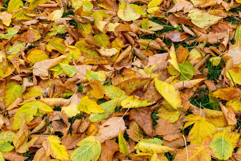 Leaves Falling from Trees in the Fall. Yellow Leaves, Leaf Litter Stock ...