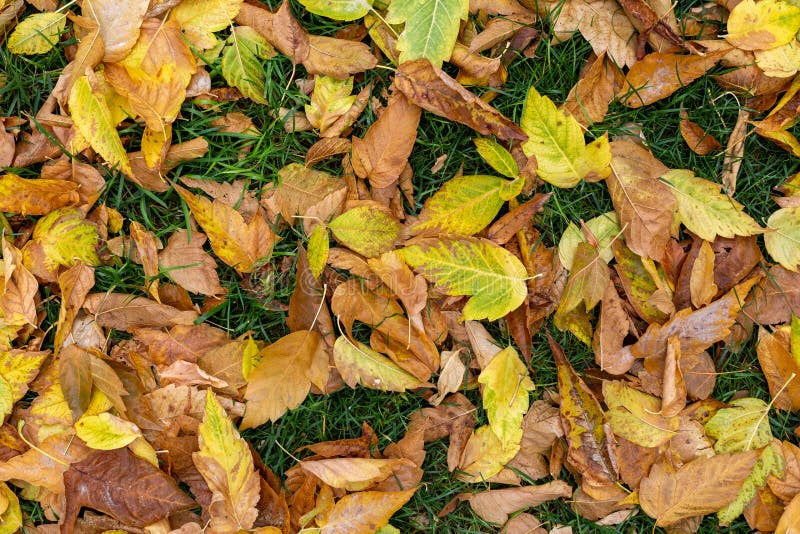 Leaves Falling from Trees in the Fall. Yellow Leaves, Leaf Litter Stock ...