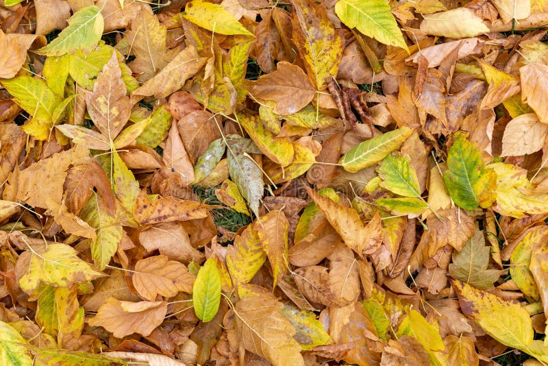 Leaves Falling from Trees in the Fall. Yellow Leaves, Leaf Litter Stock ...