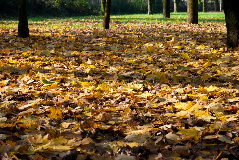 Leaves Falls on the Ground during the Time of Autumn Stock Photo ...