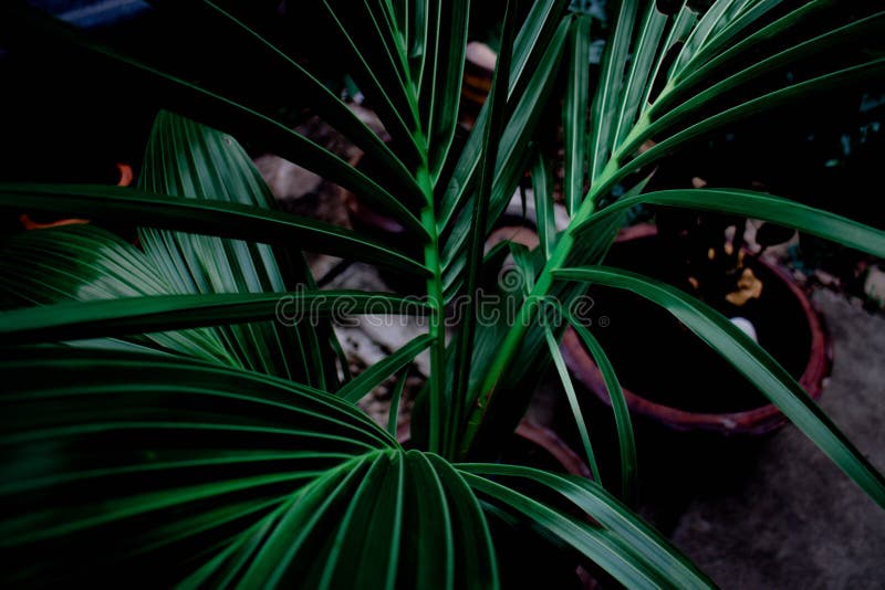 The Leaves that Feel Endless Stock Image - Image of nest, heart: 178039367