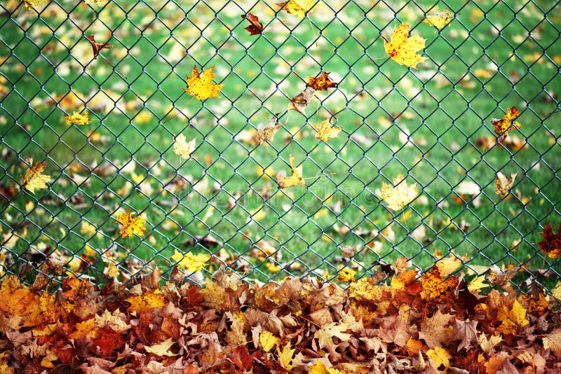 Leaves on a fence stock image. Image of outdoors, color - 16459283