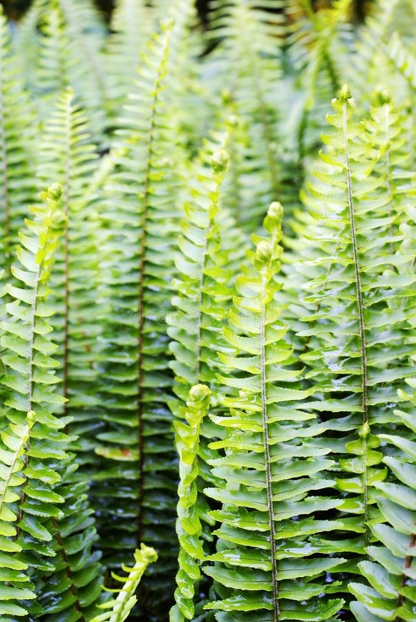 Leaves of fern stock photo. Image of ferns, tender, fresh - 14414598