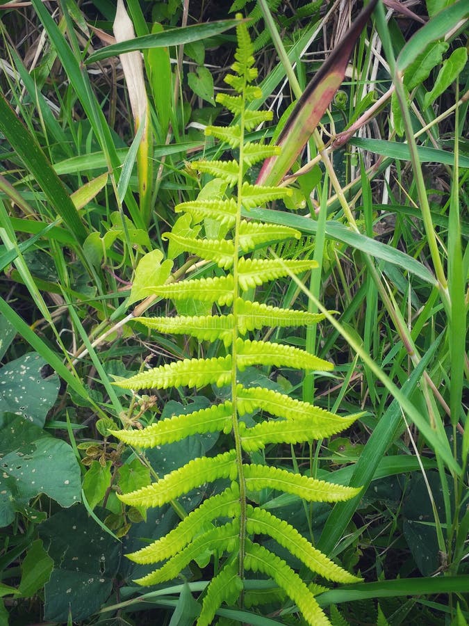 Leaves of Ferns between the Grass Stock Image - Image of green, tropics ...