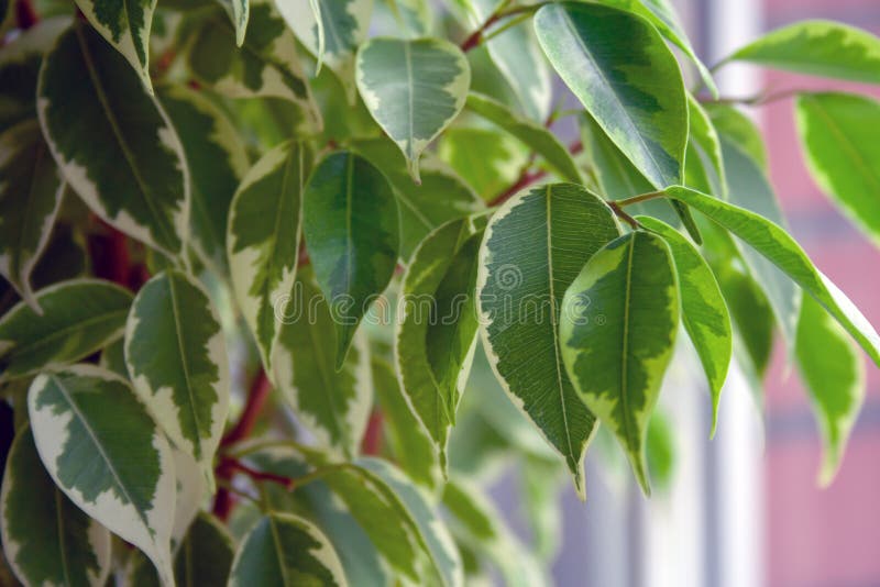 Leaves of ficus stock image. Image of branch, natural - 133365907
