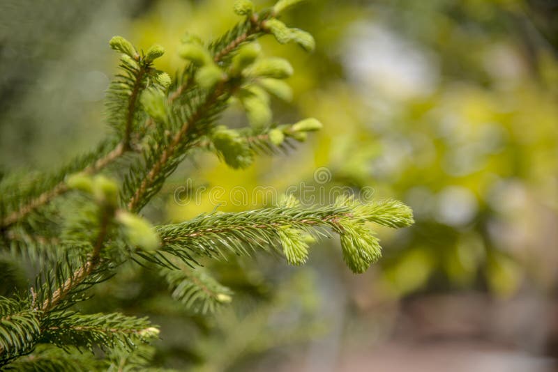 Leaves of Fir Tree with Buds Stock Photo - Image of nature, pine: 146090032
