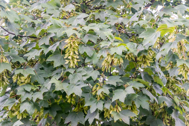 Leaves and Flat Samara, Maple Key. Acer Seeds on the Branches Stock ...