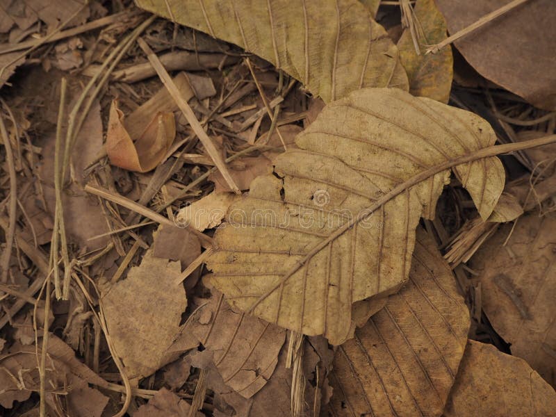 Leaves stock photo. Image of leaves, floor, nature, natural - 83421860