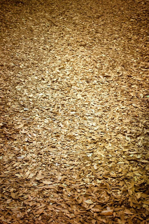 Leaves floor stock image. Image of fall, woods, fallen - 38950229