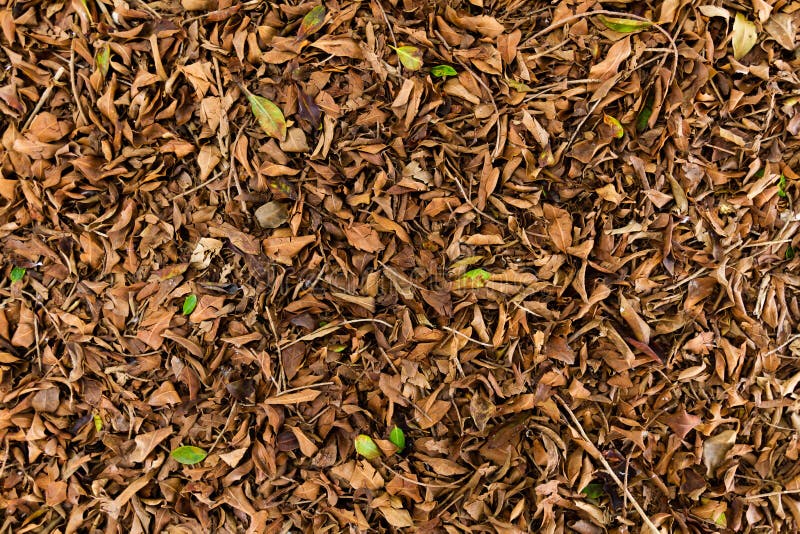 Leaves floor stock photo. Image of fallen, closeup, plant - 196970636