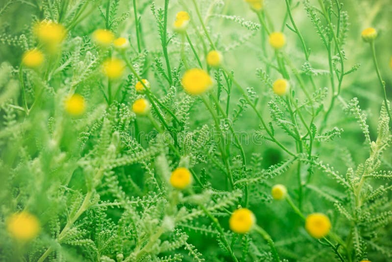 Leaves of flower in focus stock photo. Image of harmony - 38135538