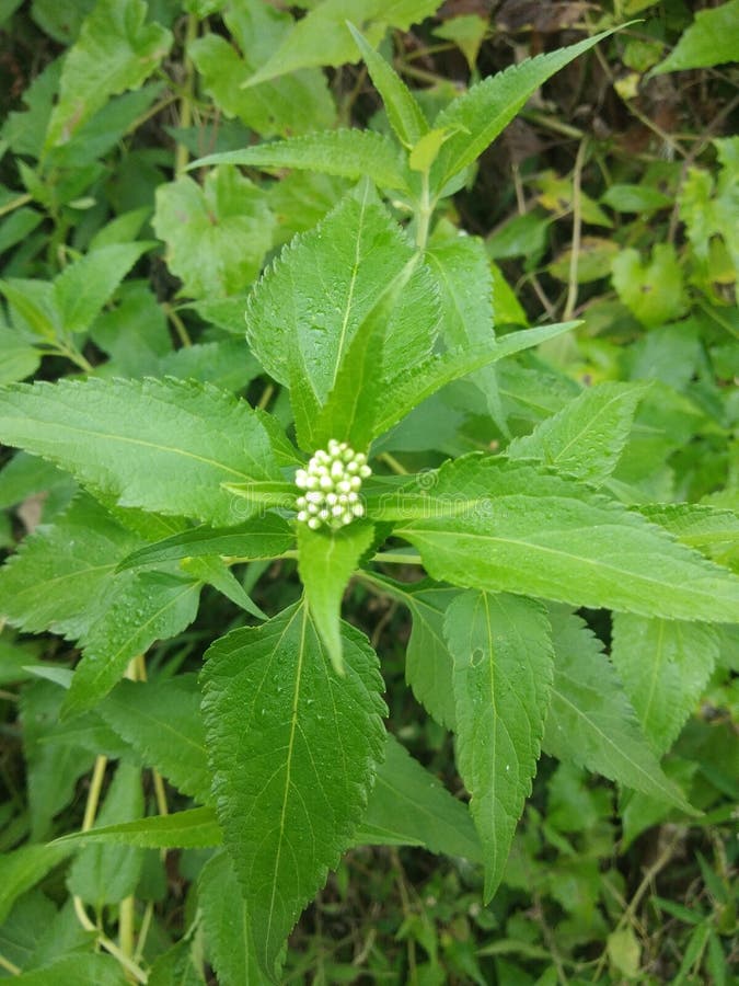 Leaves of Flowering Wild Plants Growing in Nature Stock Photo - Image ...