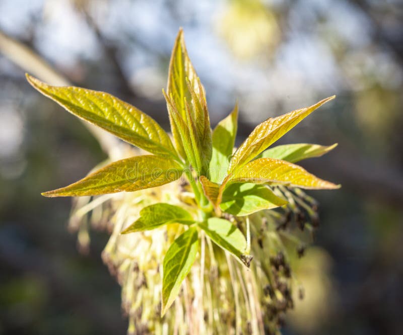 Leaves and Flowers of the Ashleaf Maple Tree Stock Image - Image of ...