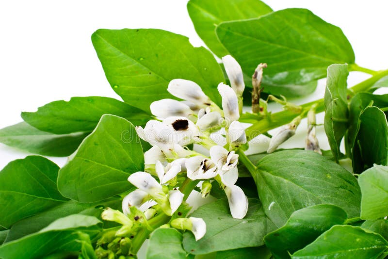 Leaves and Flowers of the Bean Stock Image - Image of flower, organic ...