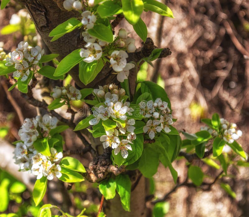 Pear tree blossom stock image. Image of dappled, petal - 376018145