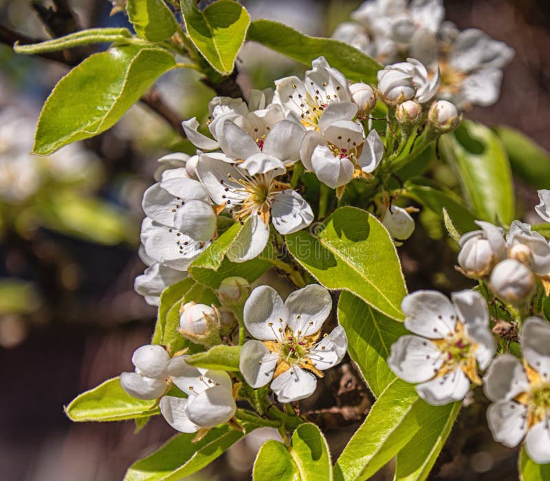 Pear tree blossom stock photo. Image of pear, dappled - 376018200