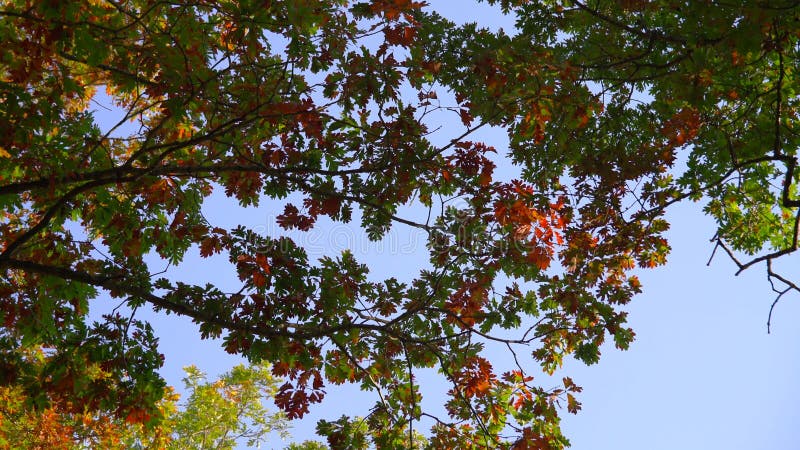 Leaves Flutter in Beautiful Rustic Orange Fall Colors Stock Footage ...