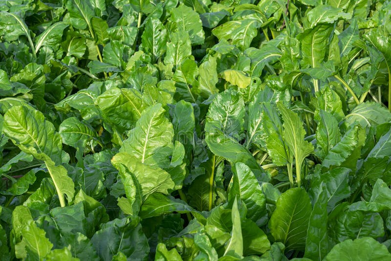 Leaves of Fodder Beet, Background Stock Image - Image of culture ...