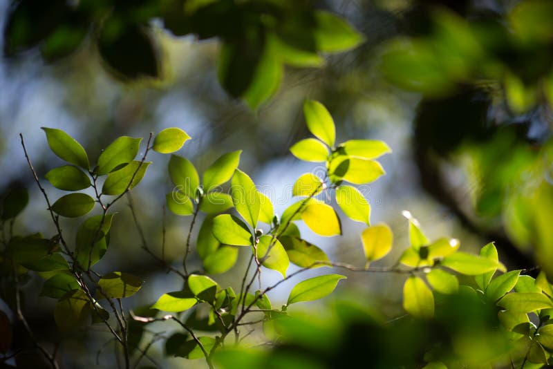 Leaves in Forest stock image. Image of park, shadow, contrast - 59575857