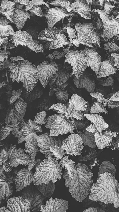 Leaves Forest Balckleaves Indian Handicrafts Stock Photo - Image of ...