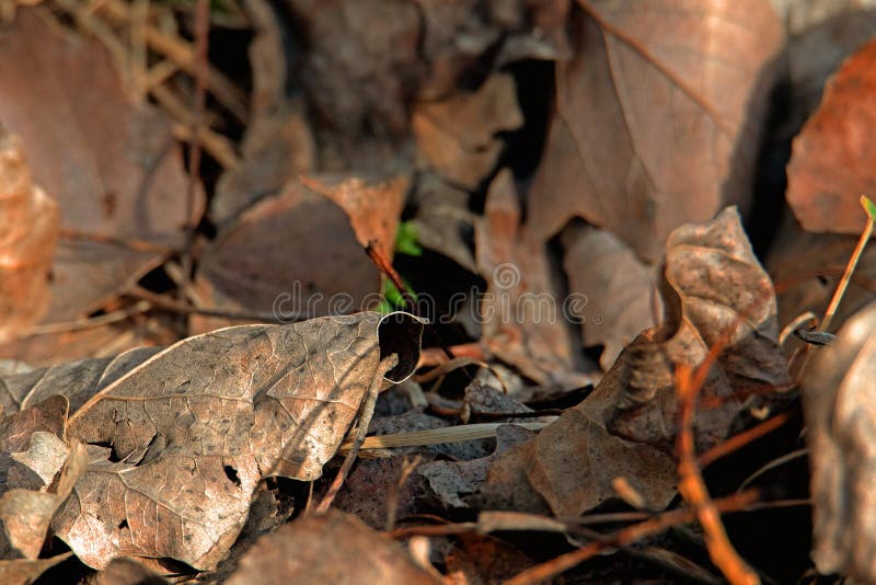 Leaves in forest stock photo. Image of green, level - 141017076