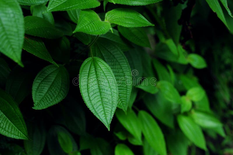 Leaves in forest stock photo. Image of plant, environment - 125138352
