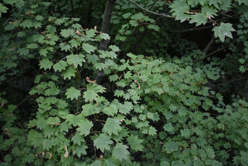 Leaves in the forest stock photo. Image of living, life - 163403562