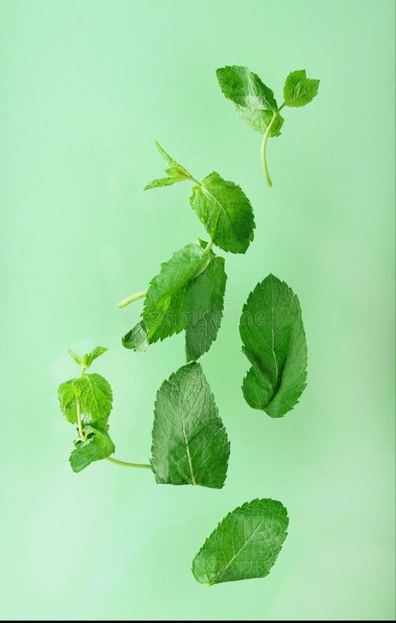 Aromatic Mint Leaves Scattered on a Mint Color Background Stock Photo ...