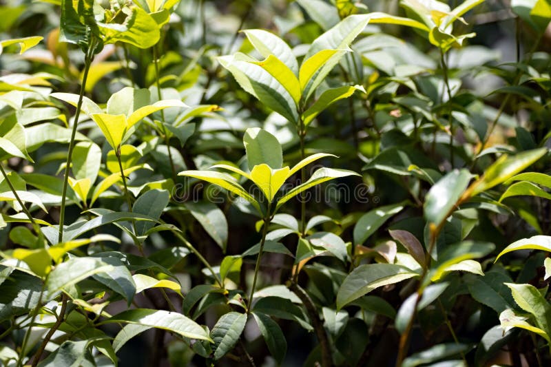 Leaves of a Fragrant Olive, Osmanthus Fragrans Stock Photo - Image of ...