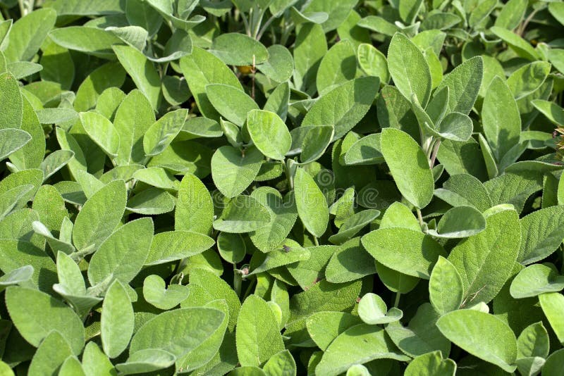 Leaves fragrant sage stock photo. Image of organic, harvest - 42745558