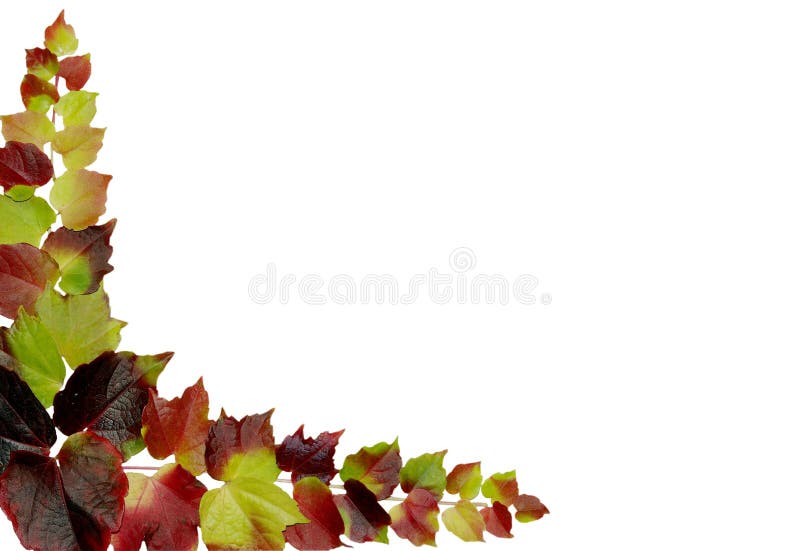 Leaves Frame Picture. Image: 5196859
