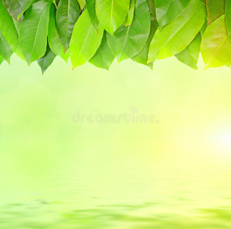 Leaves frame stock image. Image of season, freshness - 45945575