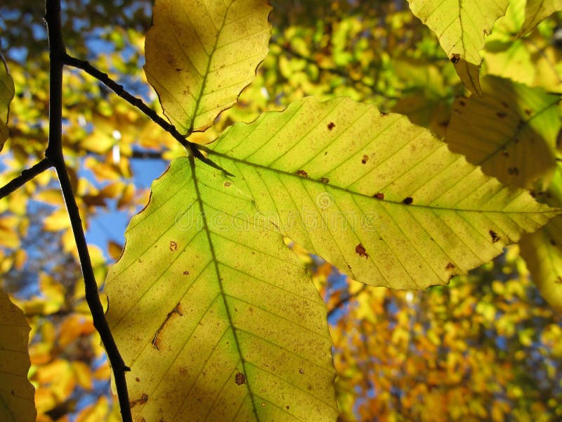 Leaves Framing Leaves2 stock image. Image of details - 235525901