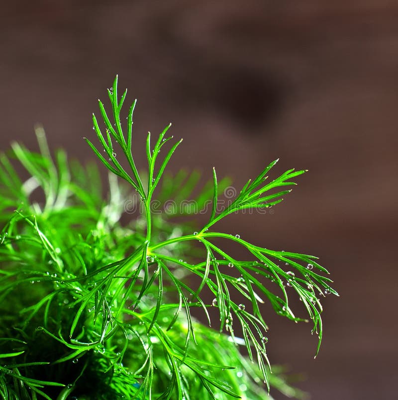 Leaves Fresh Dill with Drops of Dew Stock Image - Image of board, dill ...