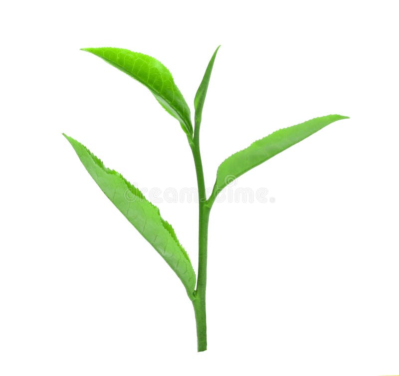 Leaves Fresh Green Tea with Drops of Water Isolated on White Stock ...