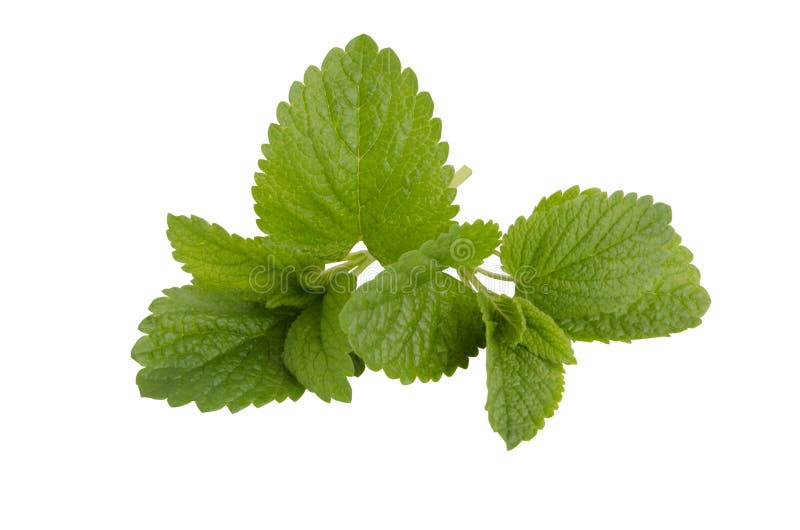 Leaves of a fresh melissa stock photo. Image of closeup - 184065384