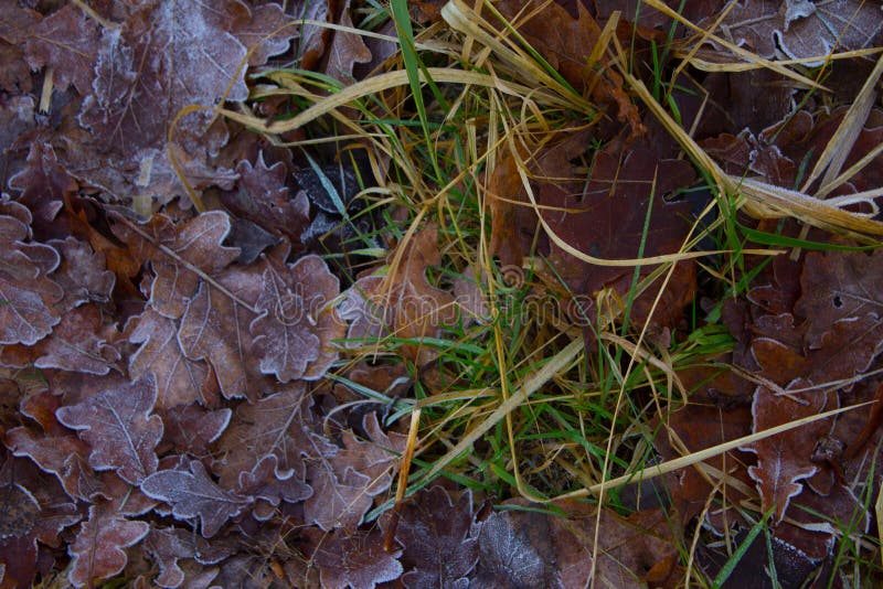 Leaves with Frost. Beautiful Leaves in Frost. Beautiful Leaves in the ...
