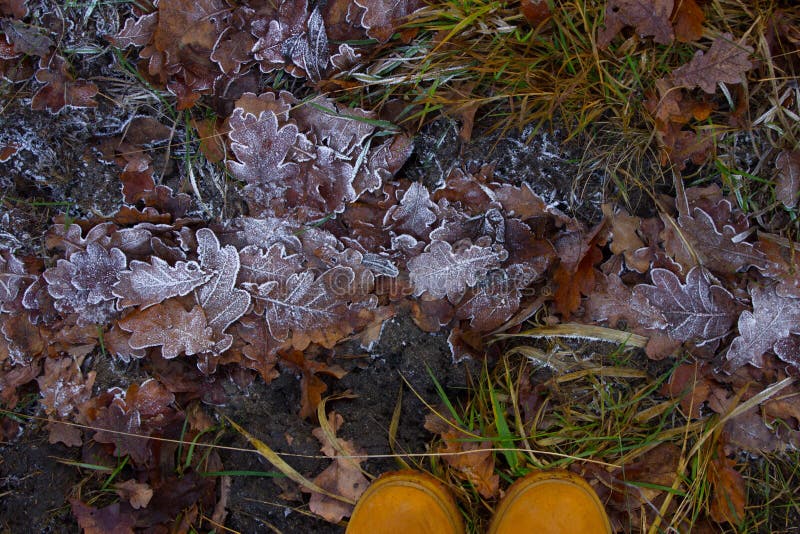 Leaves with Frost. Beautiful Leaves in Frost. Beautiful Leaves in the ...