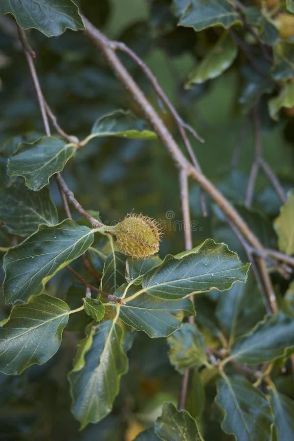 Branch of Fagus Sylvatica Tree Stock Image - Image of branch, outdoors ...